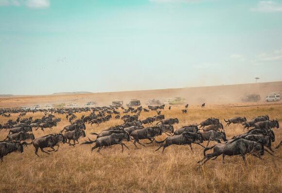 The Mystery of Animal Migration: Why Do They Travel So Far? - NewsBreak