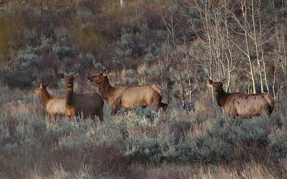 Apply Now For Deer, Elk, And Moose Hunts In Utah's 2026 Season - NewsBreak