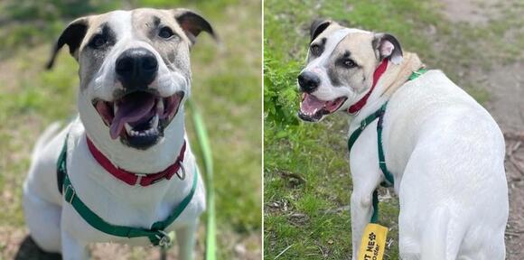After Nearly 2 Years in Rescue Cody Is Still Waiting for Someone to ...