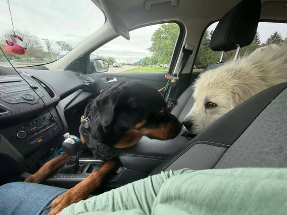 Two New Dogs Ready for Adoption at Wags 2 Wishes - NewsBreak