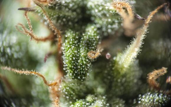 Study: UV Light Intensity and Spectrum Influence Cannabis Growth and ...