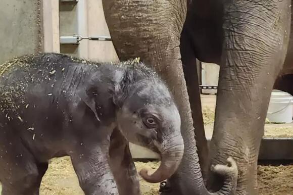 Everything You Need to Know About Missouri's Boo at the Zoo 2025 ...