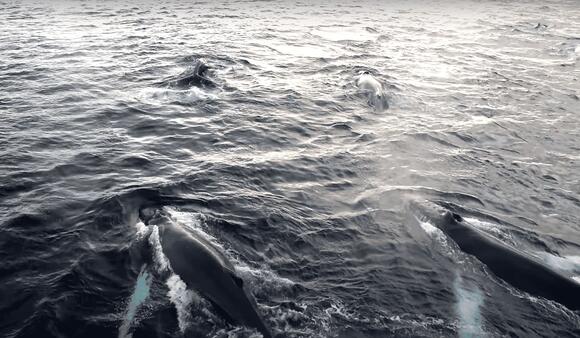 Why Are There No Orcas in Aquariums? The Shocking Truth - NewsBreak