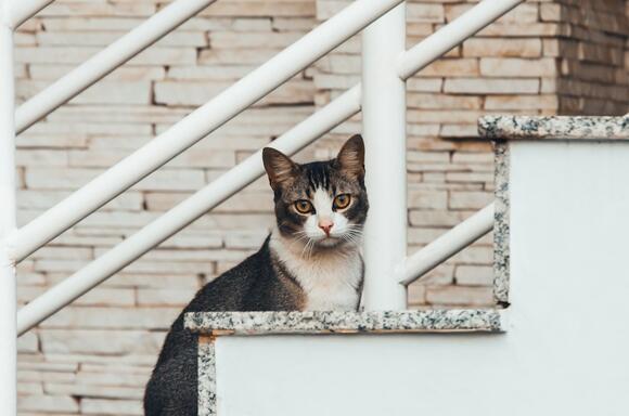 How Cats Use Eye Contact to Build Relationships - NewsBreak