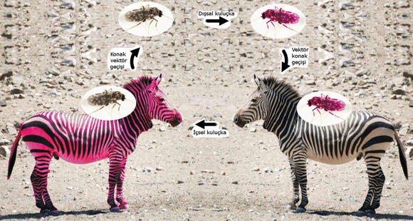 The Lifespan of a Wild Zebra—and What Threatens It - NewsBreak