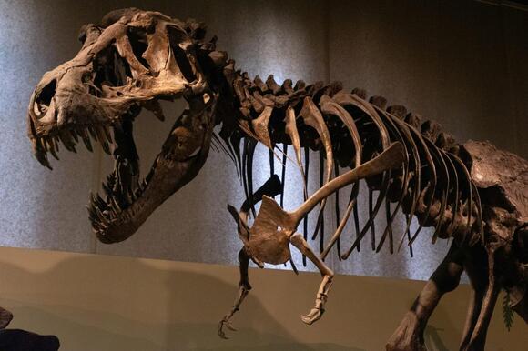 This Dinosaur Bone Still Contained Blood Vessels—Here’s What That Means ...