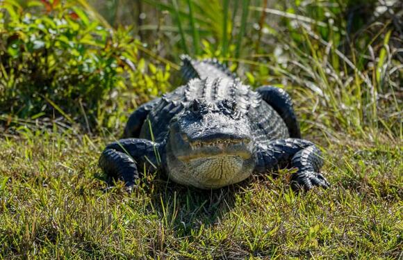 17 Incredible Facts About Alligator Reproduction and Parenting - NewsBreak