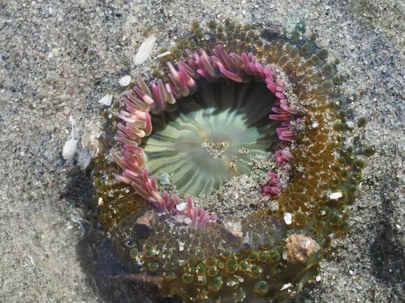 Top 10 Slowest Animals - NewsBreak