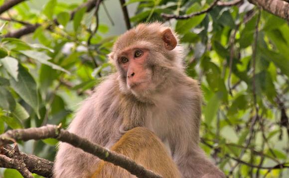 The Real-Life Animal Behaviors That Inspired Kung Fu Panda - NewsBreak