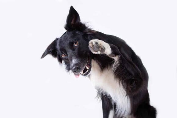 Border Collie Pregnancy: Gestation Period, Weekly Milestones, and Care ...