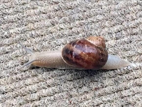 20 Types of Snails in England: Identification Guide with Photos - NewsBreak