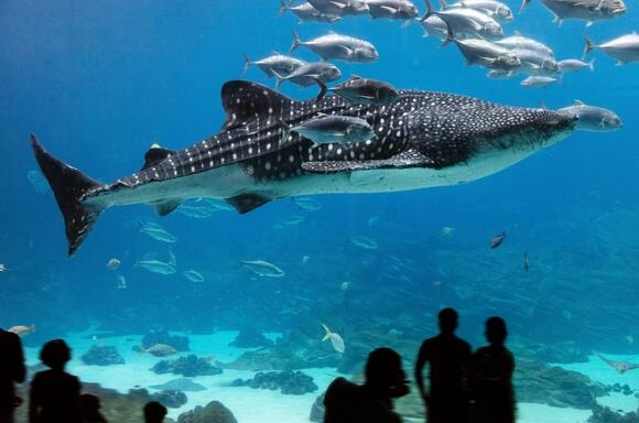 Which Ocean Predator Mirrors Your Work Style? - NewsBreak