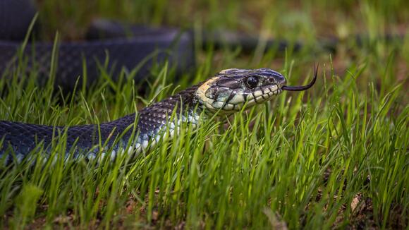 Identifying 15 Non-Venomous Snakes You Might Find in Your Backyard ...