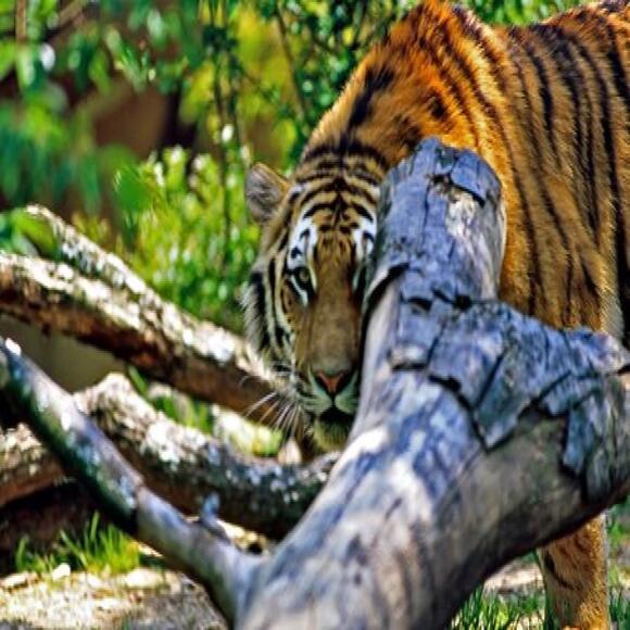 88 + Fun Things For Kids To Do in Northwest Arkansas – UPDATED - NewsBreak