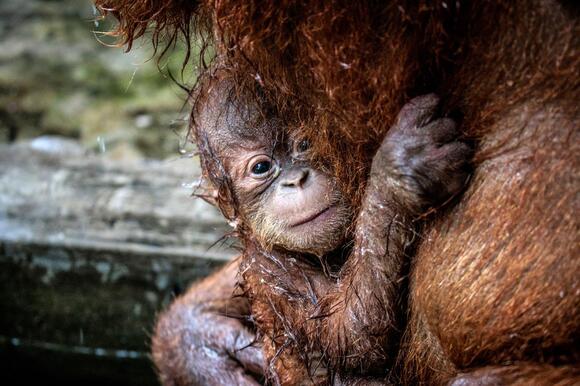 Monkey Business: Primate sales over social media are on the rise across ...