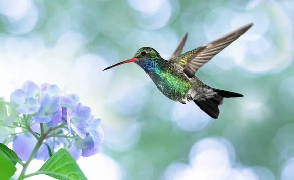 Building Safe Nesting Spaces for Garden Birds - NewsBreak