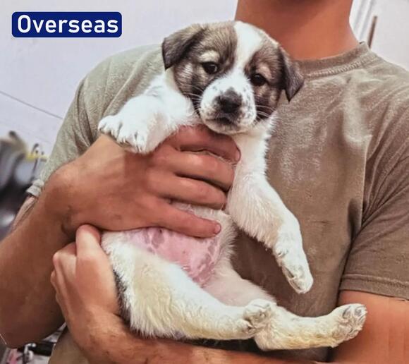 Soldier with Bone Cancer Has Emotional Reunion with Dog He Bonded with ...