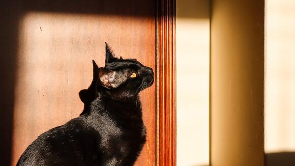 8 Unsung Heroes of the Feline World: Breeds That Guard Your Home with ...