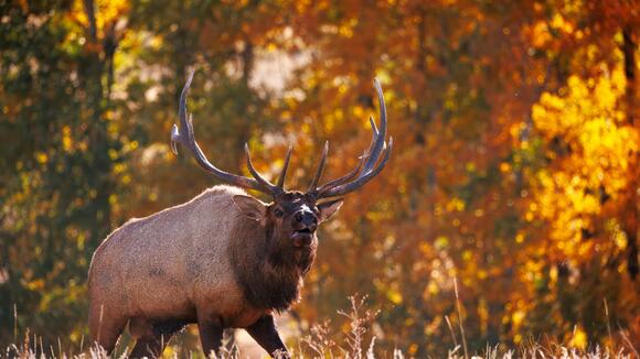 New Data Highlights Changes in Big Game Movement - NewsBreak