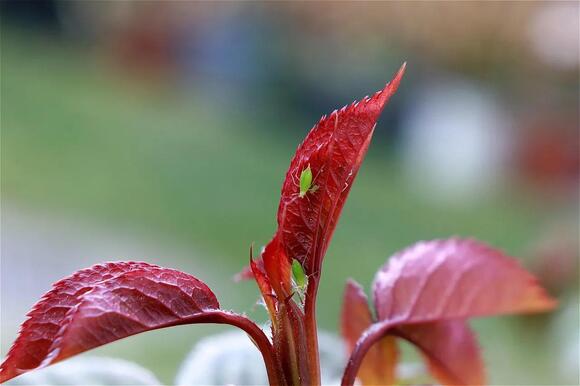The Safe, Organic Way to Rid Your Fruit Trees of Destructive Aphids ...