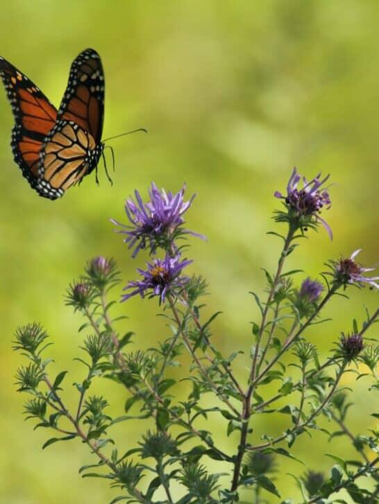 10 of the Most Exciting Purple Animals - NewsBreak