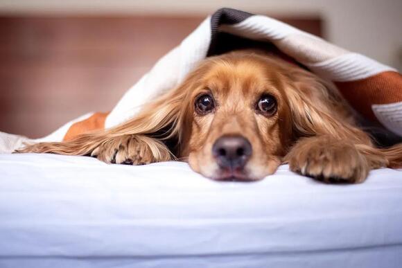 Dogs Can Understand Human Emotions Better Than We Think, New Studies ...
