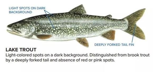 Trout Facts All Beginner Anglers Need To Know Before Fishing In Wyoming ...