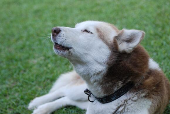 6 Major Challenges New Owners Face With a Husky - NewsBreak