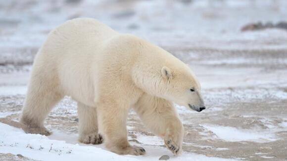 Polar Bears Are Evolving to Survive - NewsBreak