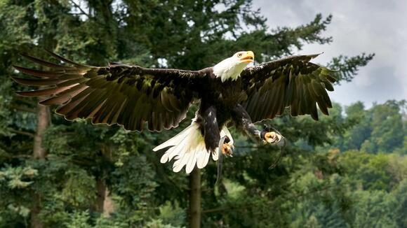 The Symbolism Behind the Bald Eagle in American History - NewsBreak