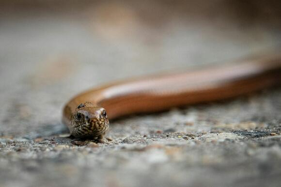 Why Some Lizards Are Losing Their Limbs Over Time - NewsBreak