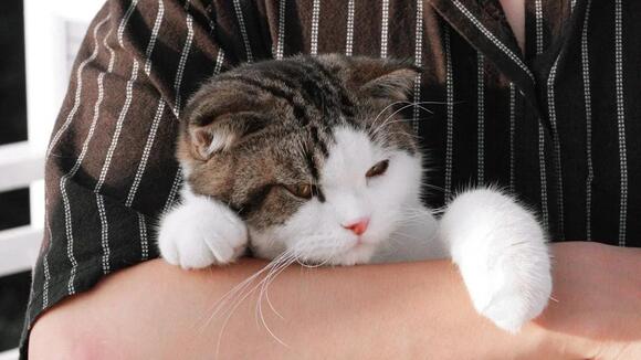 7 Cat Breeds That Are Natural Therapists (And 7 That Offer More ...
