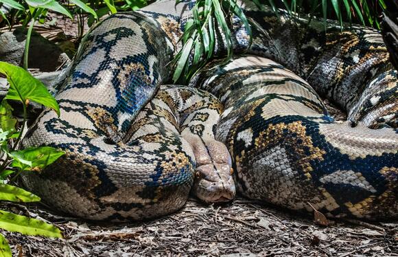 14 Animals That Can Go for Months Without Food - NewsBreak