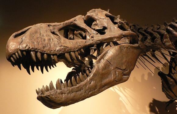 Did Any Dinosaurs Have Territories Like Wolves or Lions? - NewsBreak