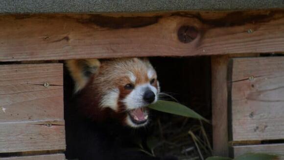 The Story Behind the Red Panda’s Endangered Status - NewsBreak