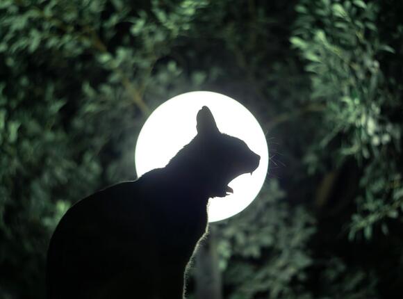 Why Your Cat Acts Differently During a Full Moon - NewsBreak