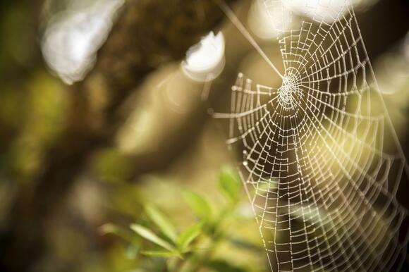 Spider Season in Michigan: Why They’re Everywhere Right Now - NewsBreak