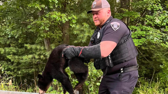 Injured bear cub rescued on Route 2 in Erving - NewsBreak