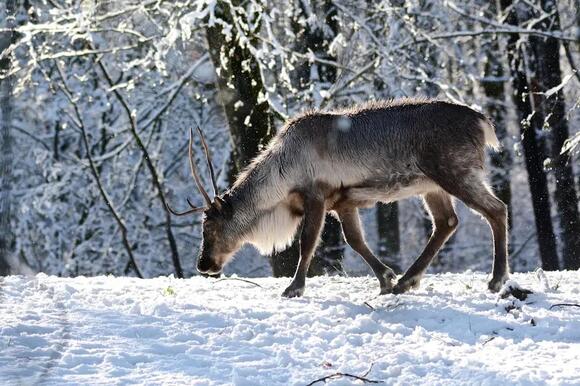 Canada’s Migratory Caribou Face Growing Crisis as Changing Snow ...