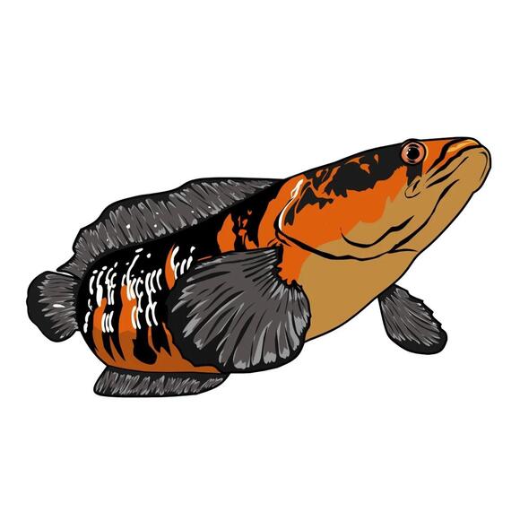 Rediscovery of the Chel Snakehead: A Species Thought Extinct for 85 ...