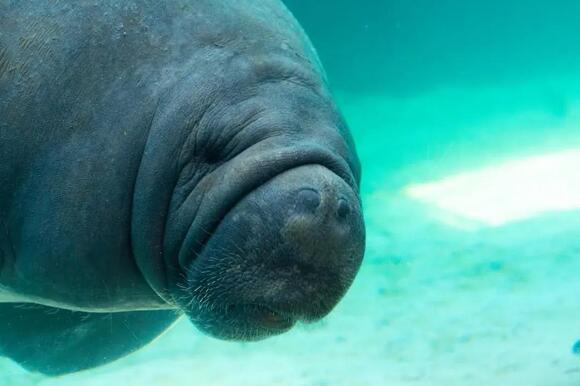 The Gentle Giants: How Manatees Are Recovering in Florida’s Waters ...