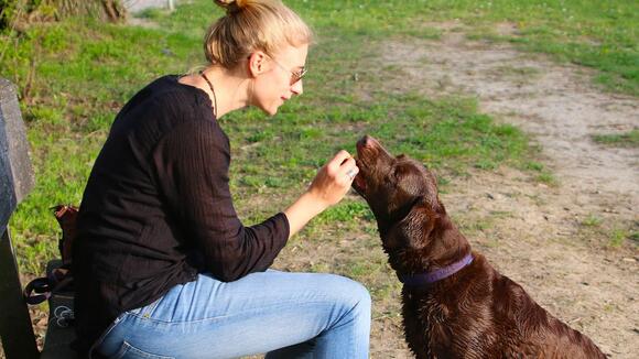 Rescue Dog Feeding: Supporting the Big Transition - NewsBreak