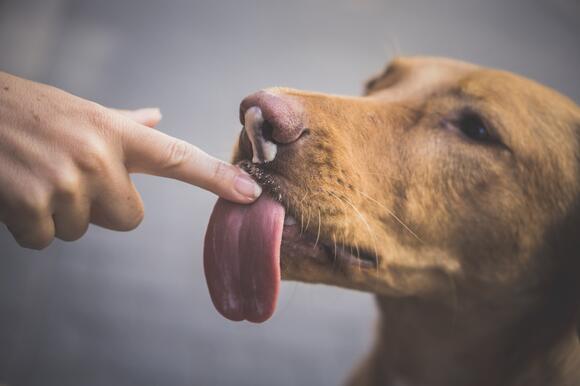 Why Does My Dog Lick Me So Much - NewsBreak