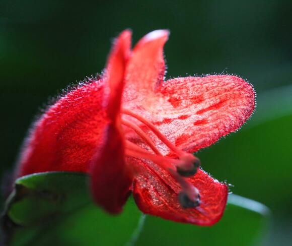 How a tropical vine changed its flowers without losing its pollinators ...