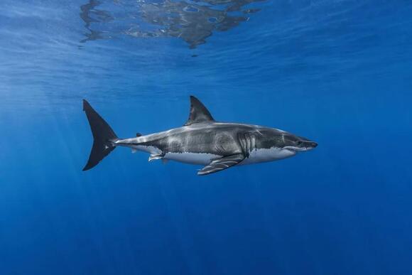 Sunset Beach closes due to great white shark sighting - NewsBreak