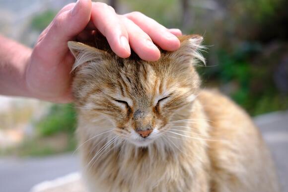8 Little Rituals That Strengthen the Cat-Human Bond Every Day - NewsBreak