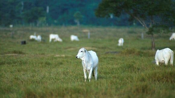 The Role of Cattle in Native American Traditions and Modern Meat ...