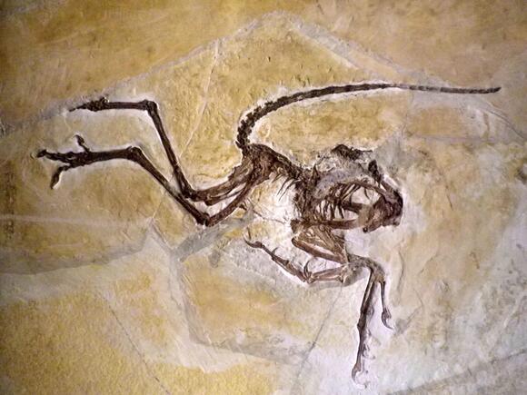 How Fossils Can Fool Us Mistakes and Misinterpretations in Paleontology ...