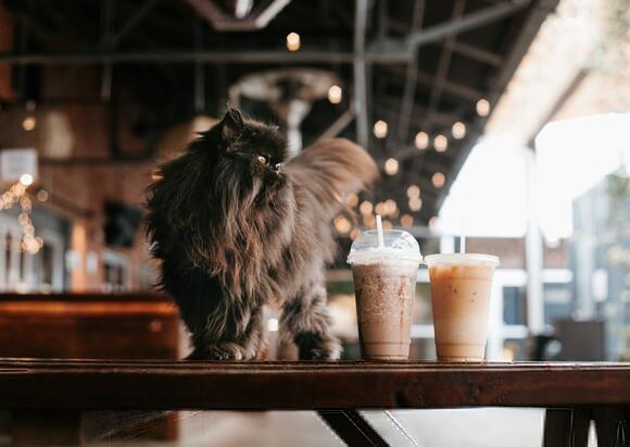 8 Cat Trends That Are Dominating Social Media Right Now - NewsBreak