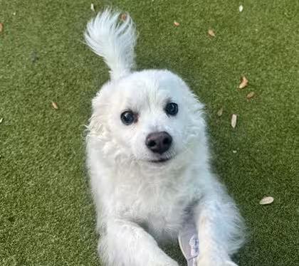 🐶 Gentle Seniors & Playful Puppies Ready for Adoption in Carrollton ...